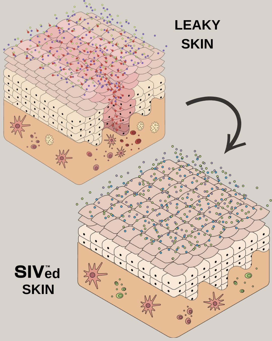 The Secret to Healthier, Stronger Skin? It Starts with SIV – Laura ...